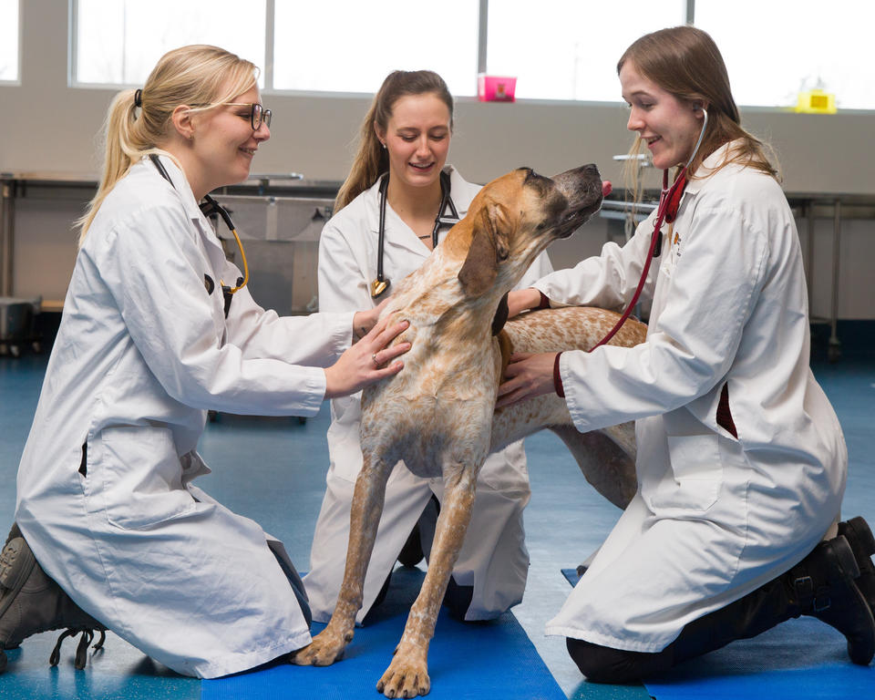 Giving | Faculty of Veterinary Medicine | University of Calgary