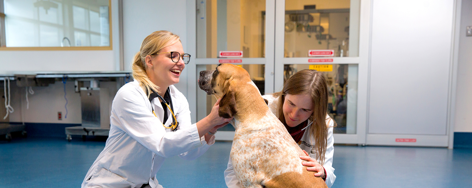 DVM Students | Faculty of Veterinary Medicine | University of Calgary