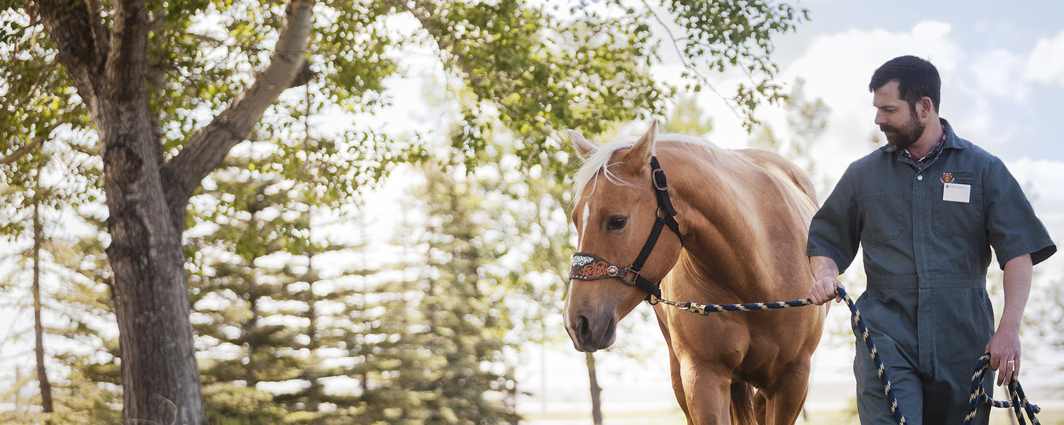 DVM Students | Faculty of Veterinary Medicine | University of Calgary