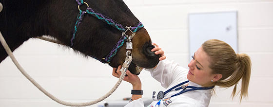 Research Groups | Faculty of Veterinary Medicine | University of Calgary