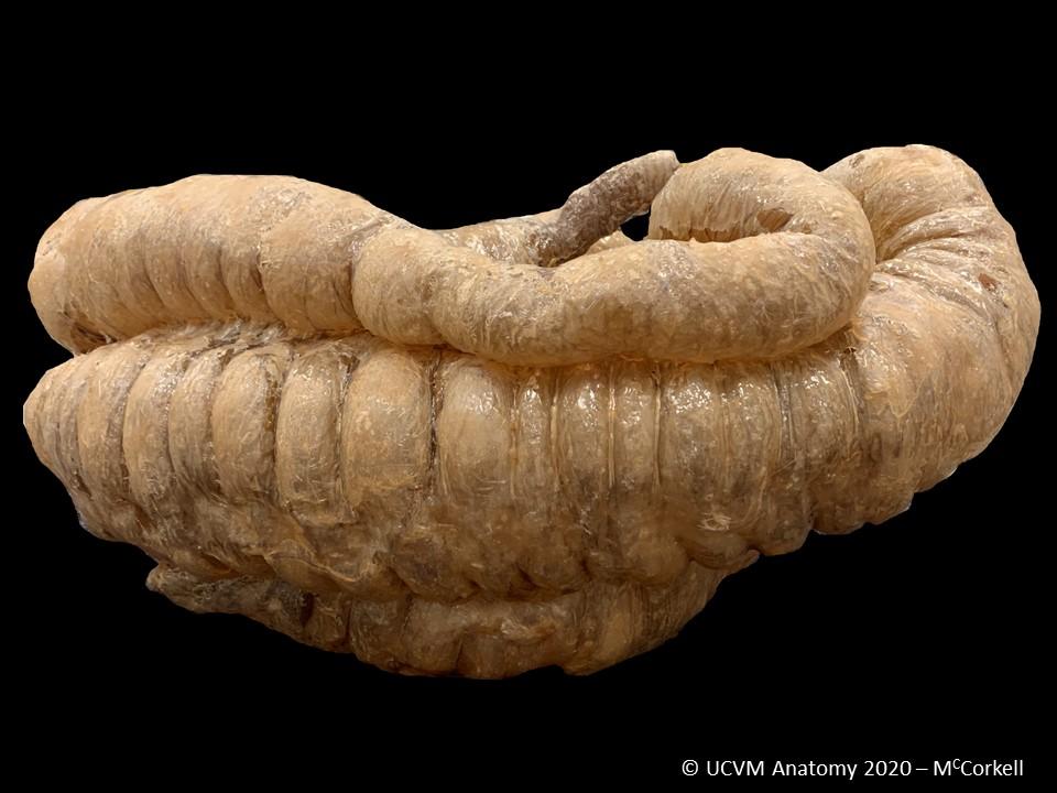 Equine | Faculty of Veterinary Medicine | University of Calgary