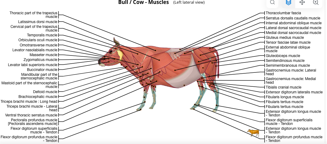 Cow Muscles Labeled