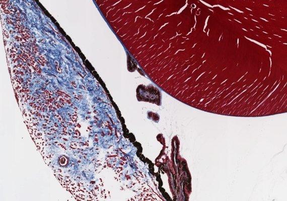 Histology | Faculty of Veterinary Medicine | University of Calgary